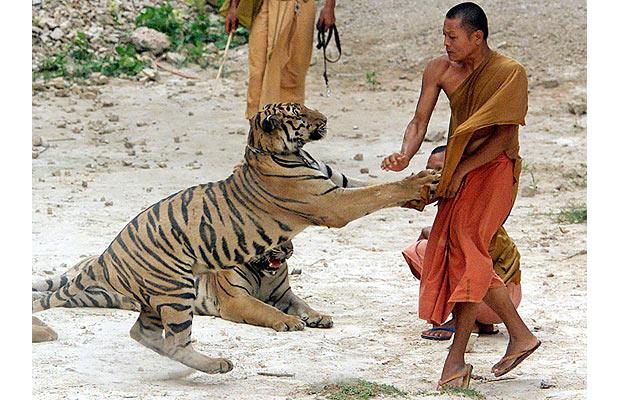 Here and There: Tiger Temple