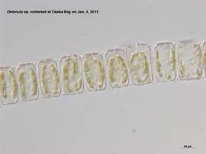 本日の夙川河口と六甲アイランド