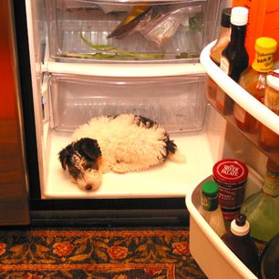 Marley & Lola's Border Terrier Life: Great Fridge Raid