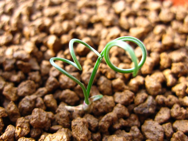 あ～すさん的 植物図鑑: Gethyllis linearis