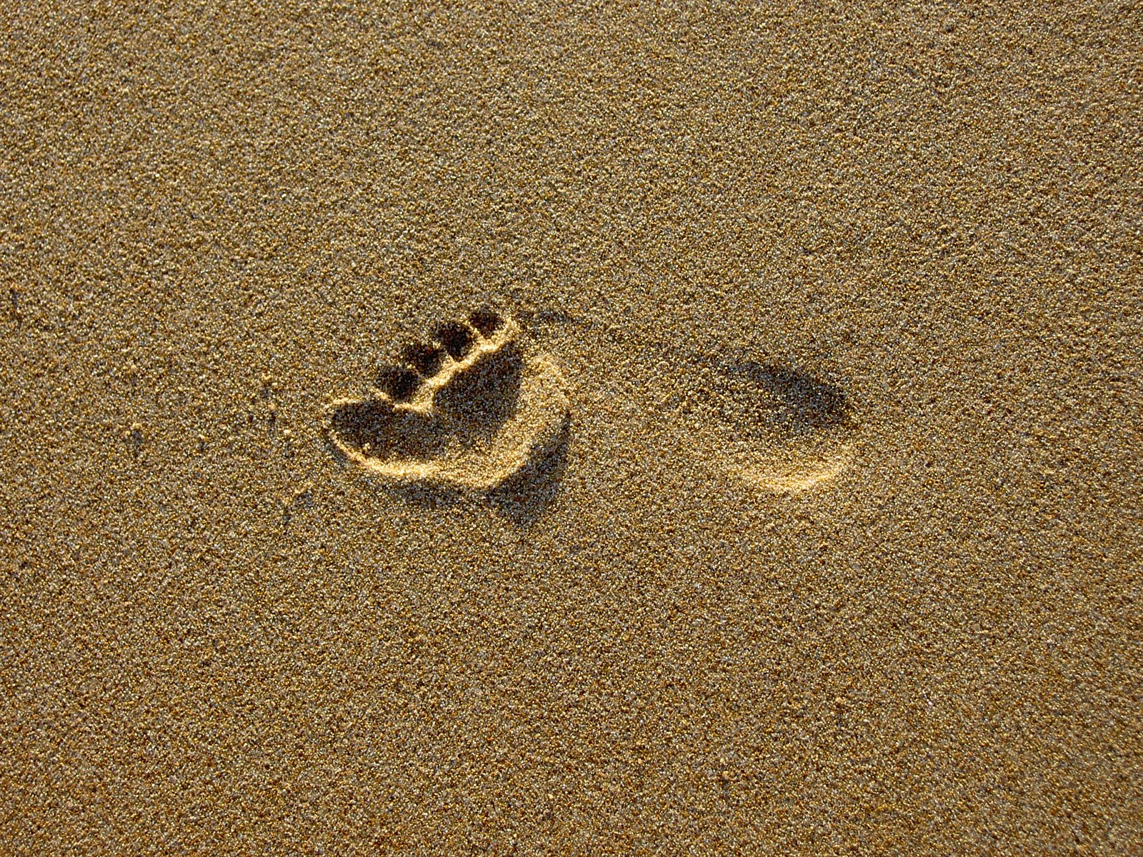 Ora marítima. Costa de Cádiz.: Huellas