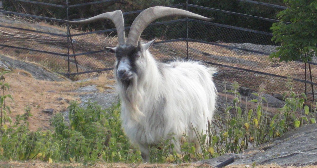 traditioner på Hisingen: julbocken