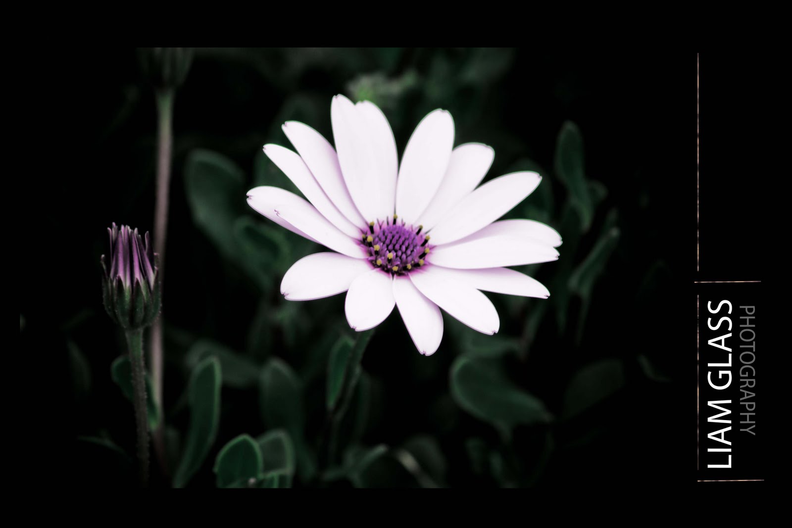 Enter the mind of liam glass.