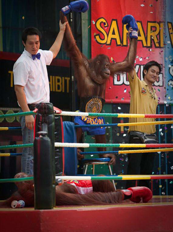 Peak Show: Popular Chimpanzee Boxing Show in Bangkok