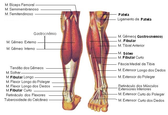 MUSCULAÇÃO - PERNAS E GLÚTEOS: Região anatômica-pernas