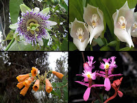 TRIGOSO SILVA MARITHA: FLORA ENDÉMICA DEL PERÚ