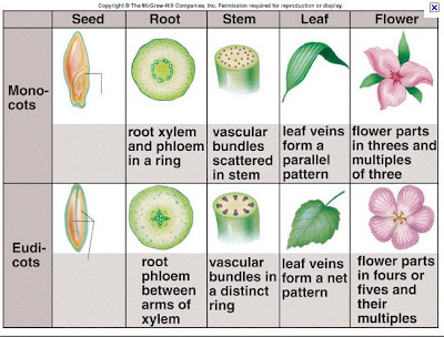 Frick's Fantabulous Science Site: Monocts vs Dicots
