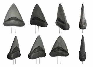 SCP: Megalodon -360 Shots