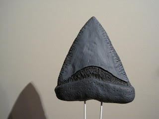SCP: Megalodon - Recreating The Tooth