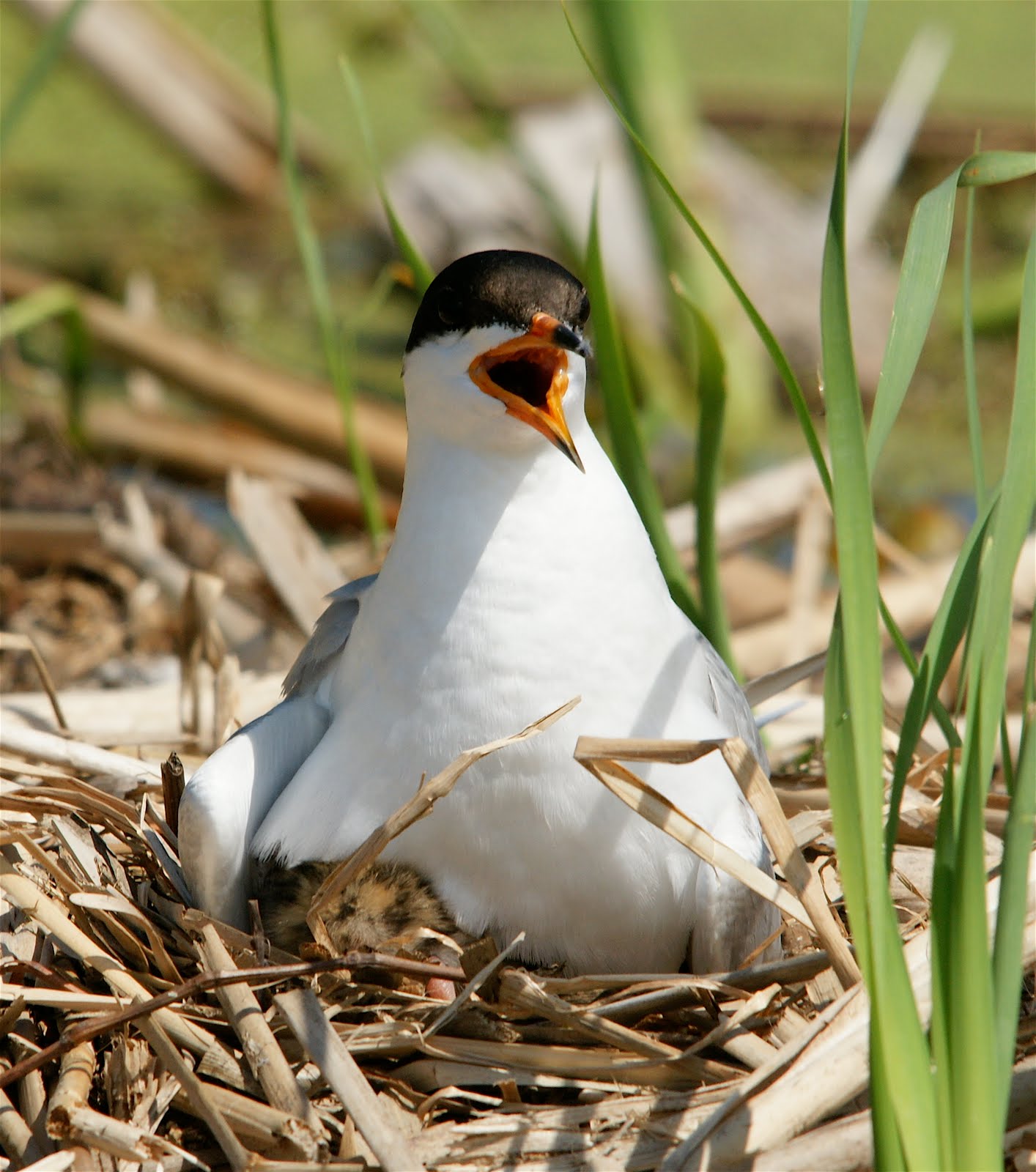 Nature Works Photography: Marsh birds.