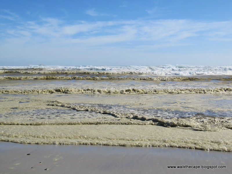 Walking the Cape: Yzerfontein: 16 Mile Beach