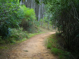 Walking the Cape: Contour Path: Constantia Nek to Newlands