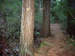 Walking the Cape: Contour Path: Constantia Nek to Newlands