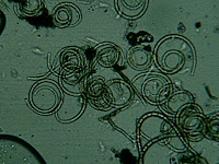 MICOLOGIA PANAMENSIS: NOTAS MICOLOGICAS (13). OBSERVACIONES SOBRE EL ...