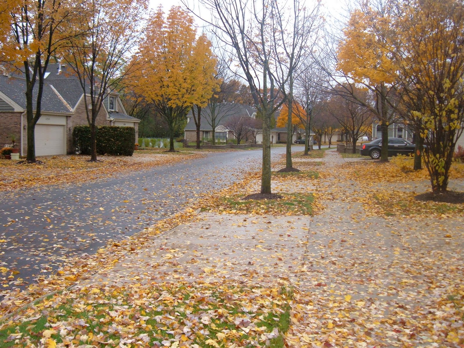 My Photography: "Autumn Street"