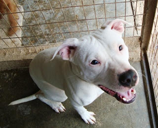 pets-family: ΧΑΡΙΖΕΤΑΙ Ο ΡΟΥΝΤΥ,DOGO ARGENTINO,8 μηνών