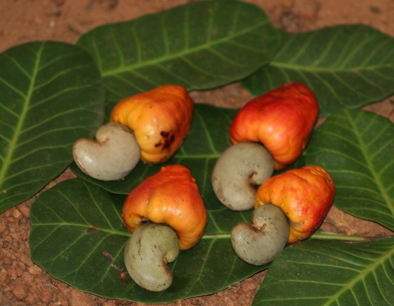 Pura Vida in Costa Rica: La tierra de las frutas