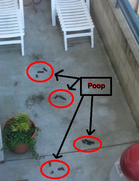 My Life as Jane: Why it's really too bad that apartments don't have fences