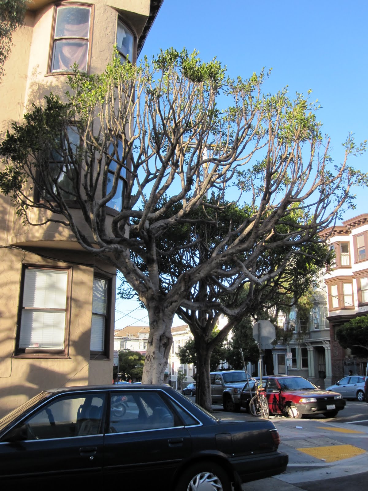 Ouch – TreesCompany