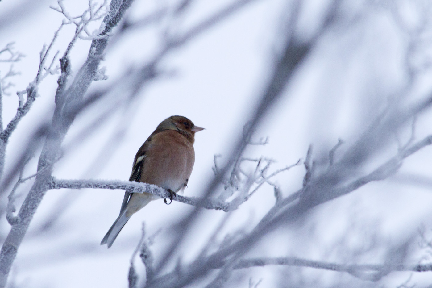 Janin luontokuvia: 2.1.2011 Valokuvanäyttely ja tundraurpiainen