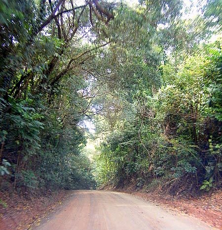 Tropical Far North Queensland: 39. Bloomfield Track