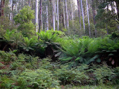 MARYSVILLE BEFORE AND AFTER: Lady Talbot Drive