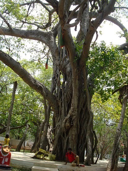 wallpapers: Pillalamarri Mahabubnagar Location And History