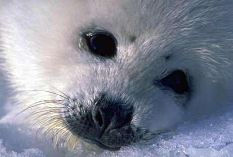 Fotos de focas bebés - Imagui