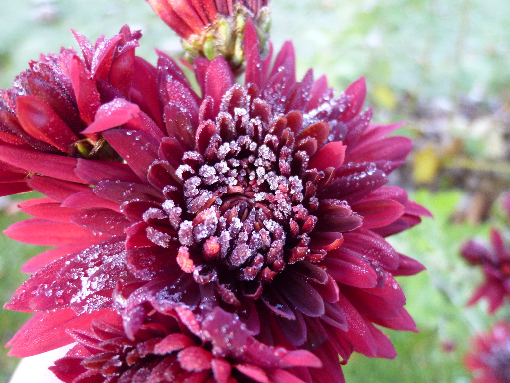 Bread Story: Frostblumen