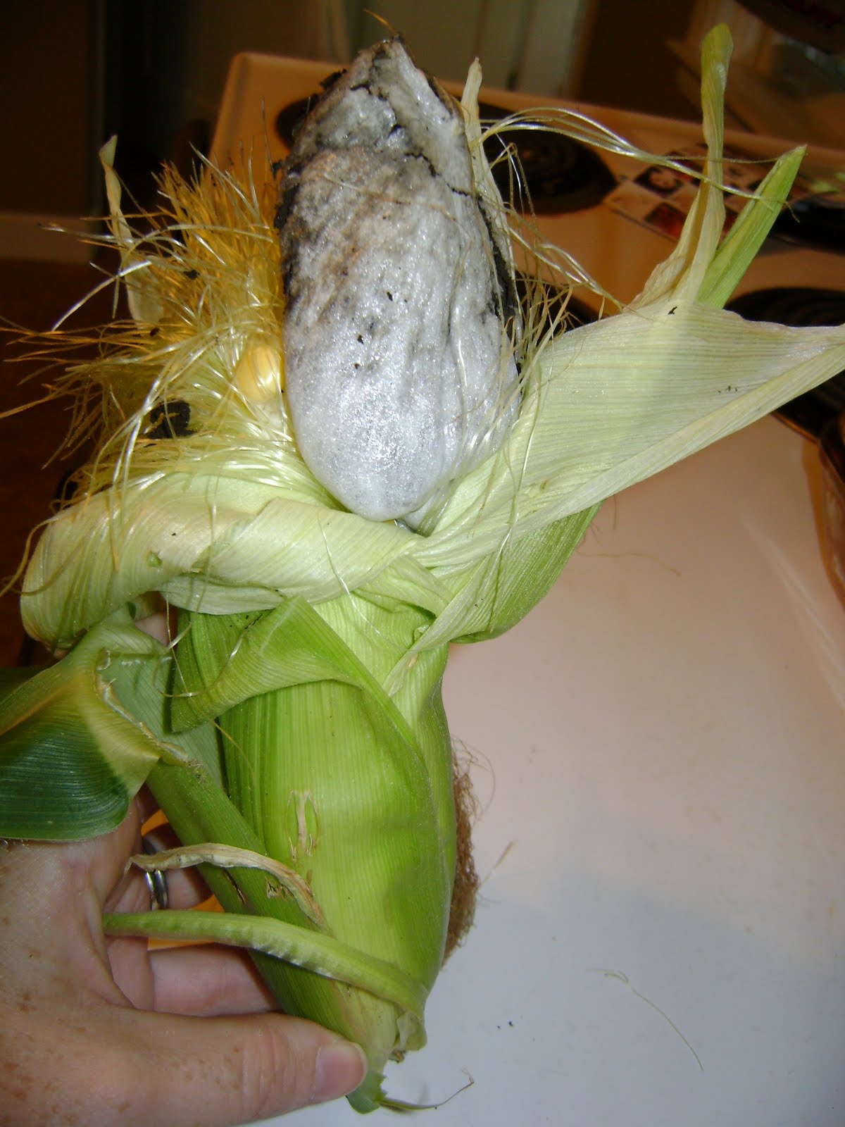 Kim's Flower, Fruit, and Vegetable Garden: Quarky Corn