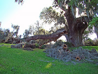 Paint Charleston Daily: Ancient Middleton Oak Breaks Branches and ...