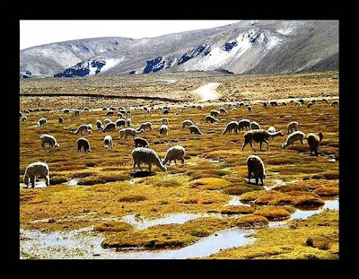 Biomas del Mundo: Pradera Templada