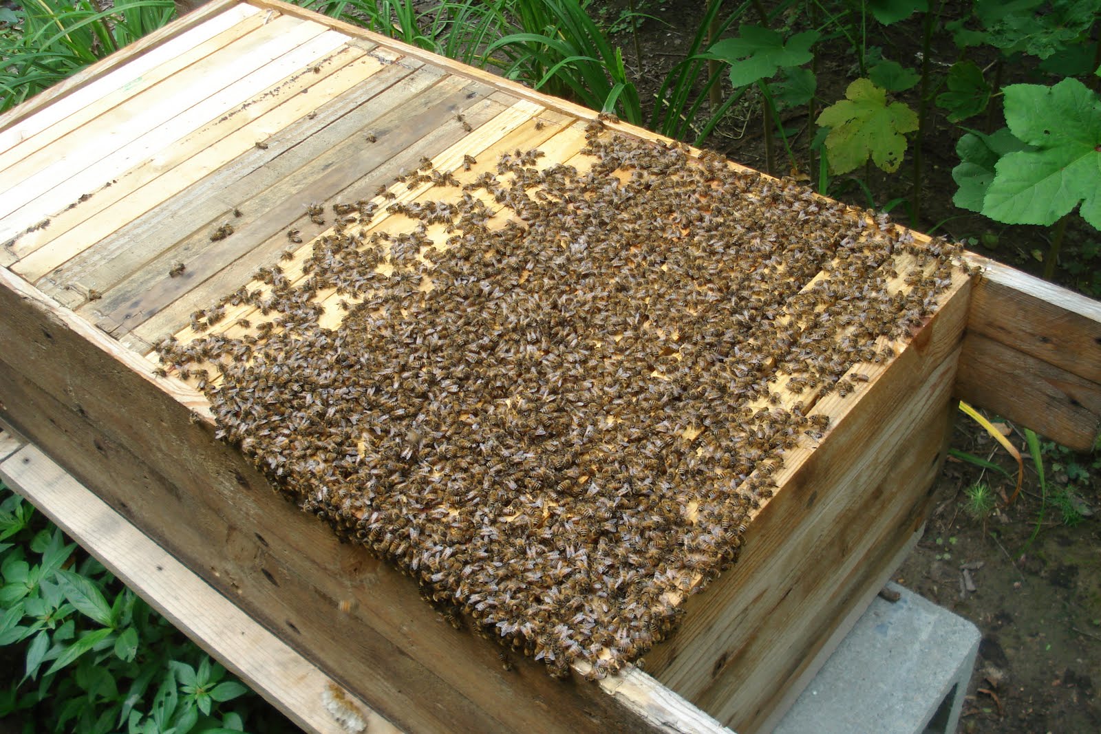 Chris Harker's Bees: Snapshots of Cleopatra