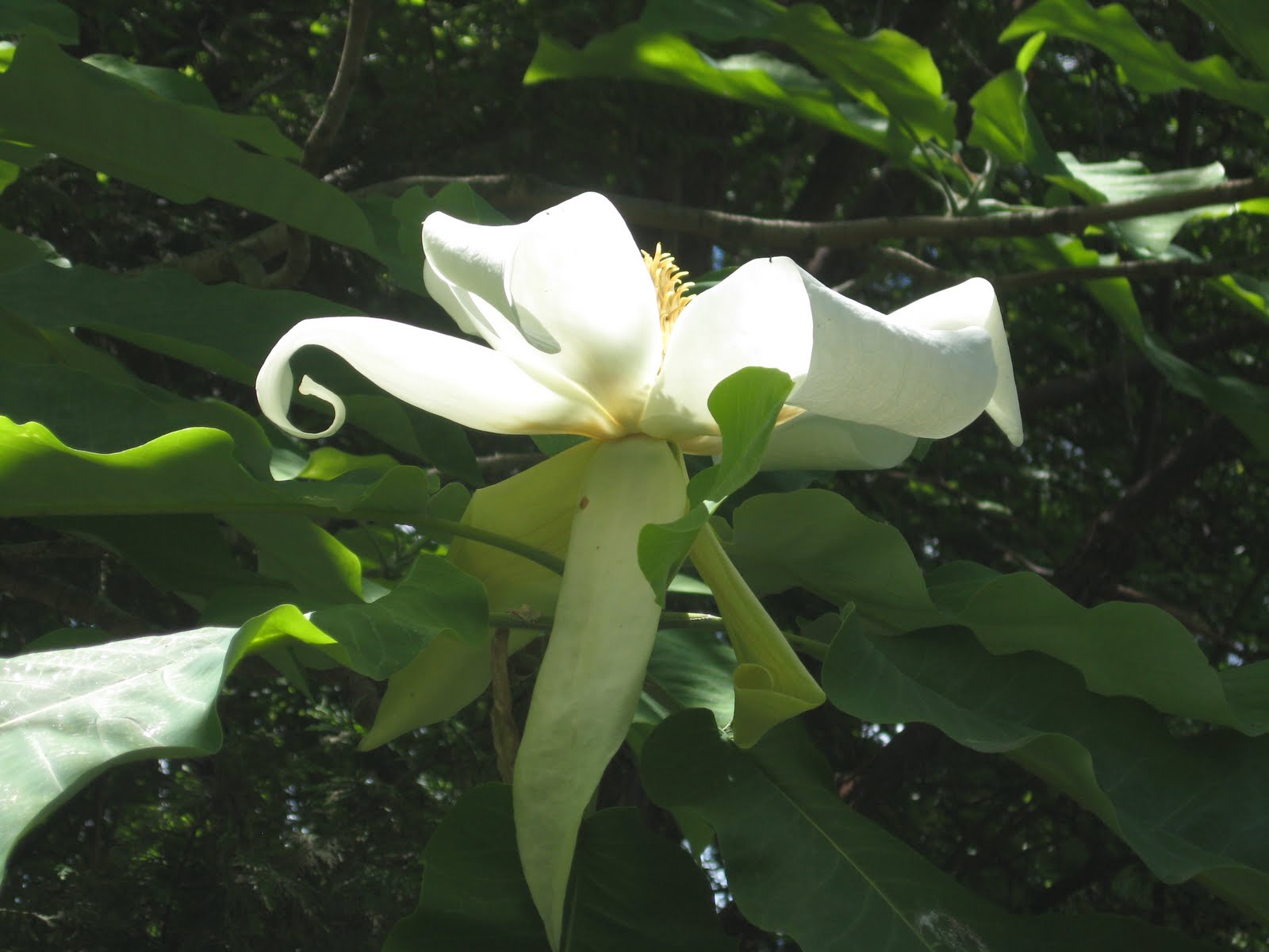 KHS: Plant Library: Magnolia macrophylla - Big leaf Magnolia