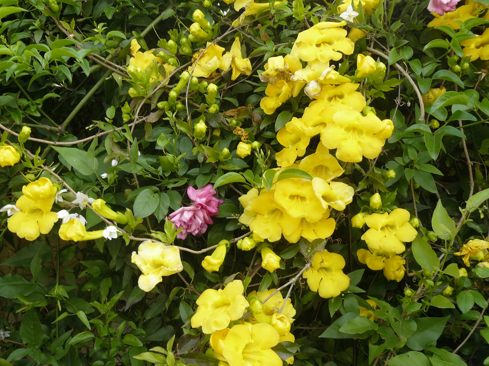 El jardín de Emi: Bignonia