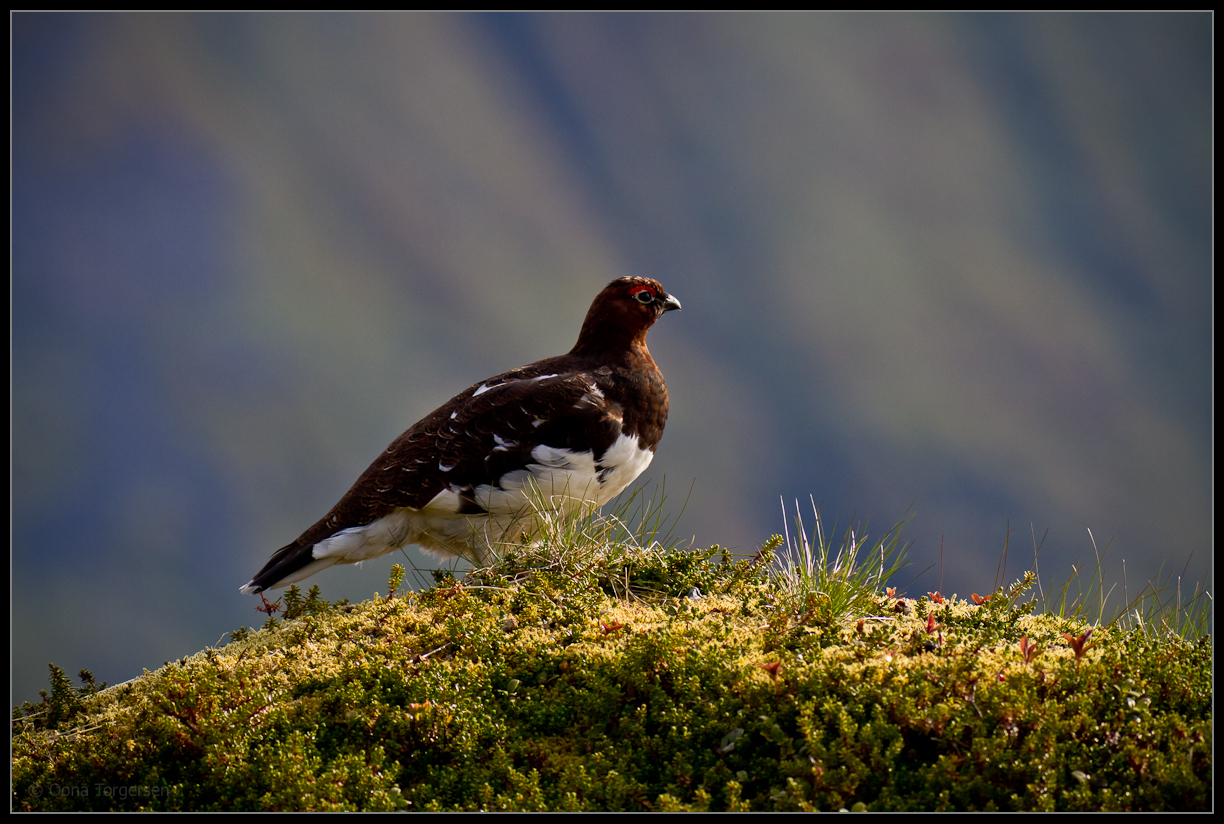 Oona Torgersen Photography: Rypejakt!