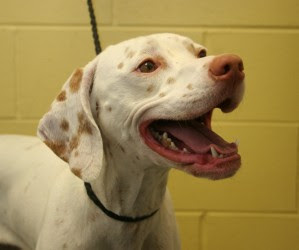 Deaf Animals: Deaf Pointer Mix in TN