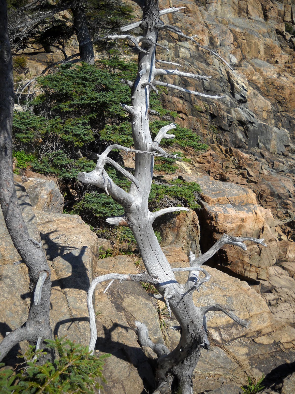 Larry's Photo a Day: Three weathered dead trees..........
