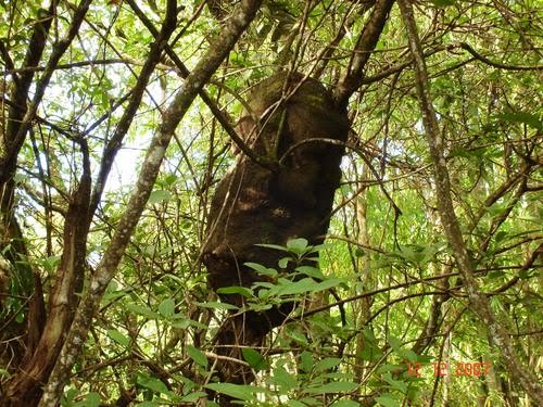 Verdes Veredas: Operação Arapuá