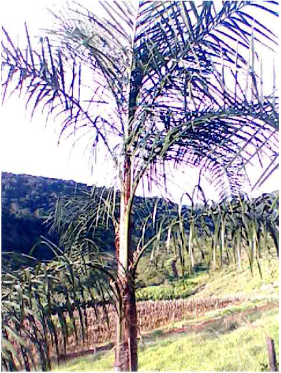 Verdes Veredas: Palmeira Gariroba