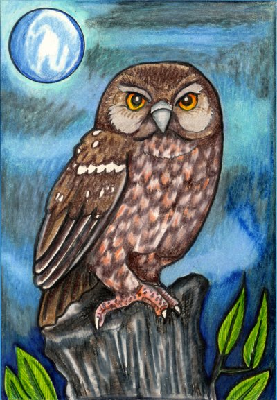 The Daily Art of LemurKat: Morepork (Ruru)