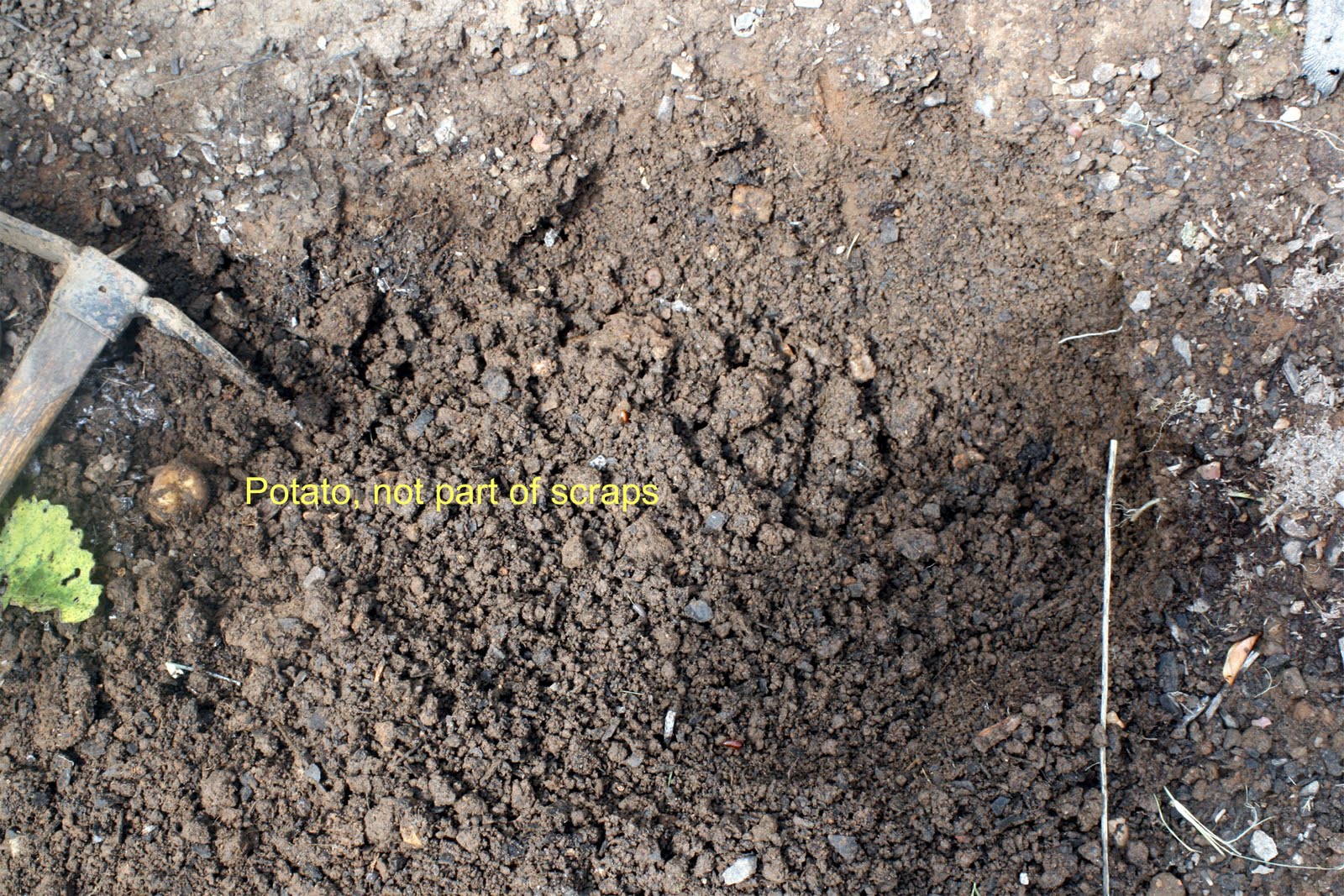 DanO's Garden: An experiment in trench composting.