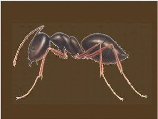 Alejandra: El formiguer (les formigues)