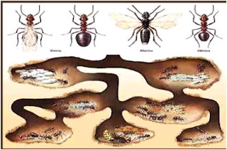 Alejandra: El formiguer (les formigues)
