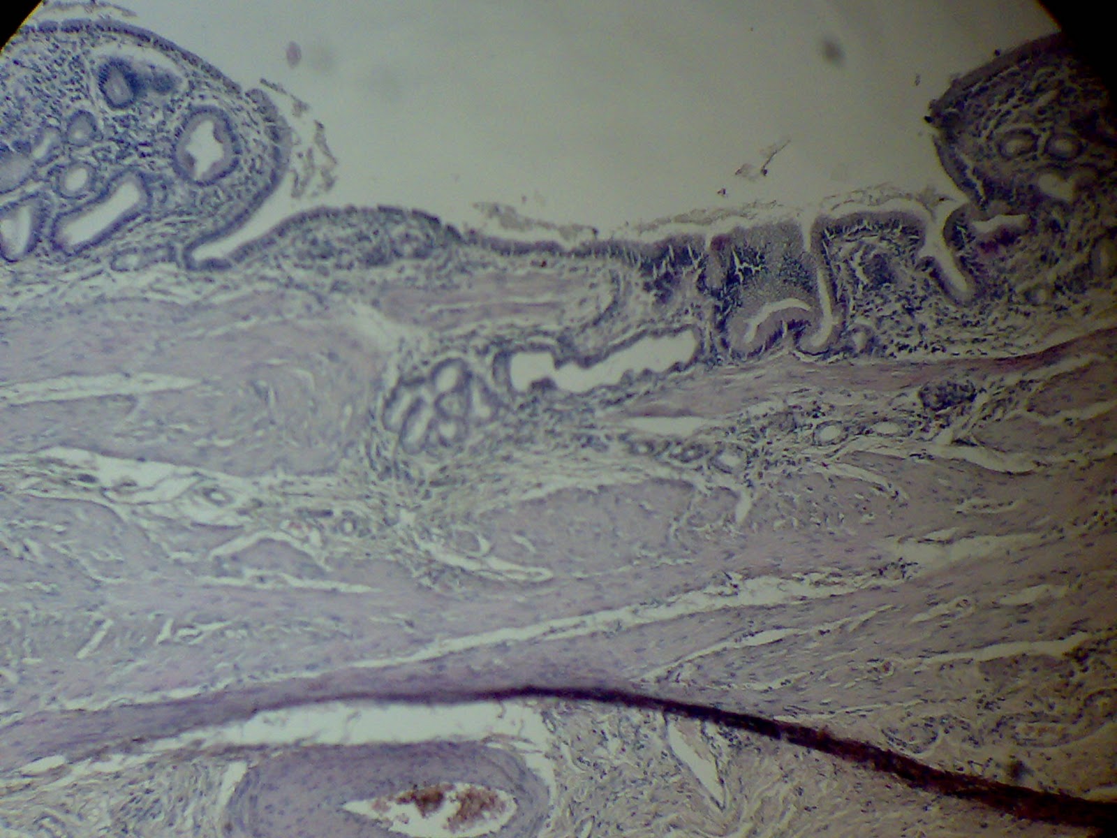 Medical Student Support System: Histology Slides
