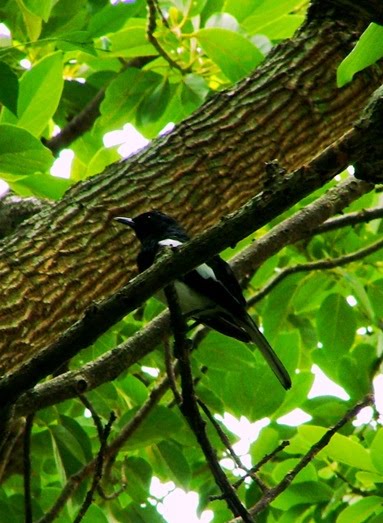 Roshographs: More Birds of Sri Lanka