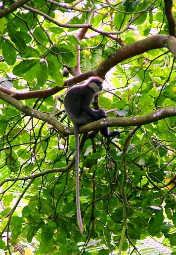 Roshographs: These are the Creatures in your Neighborhood