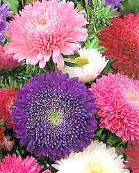 Астрите - есенни красавици | Цветна градина