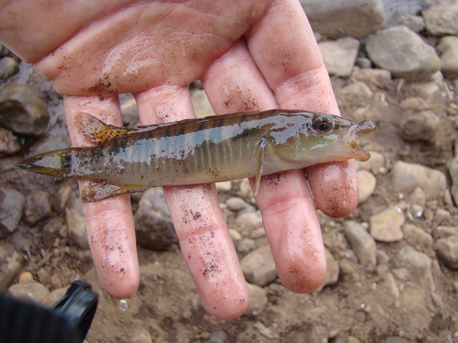 Edward D. Burress: Crenicichla tendybaguassu