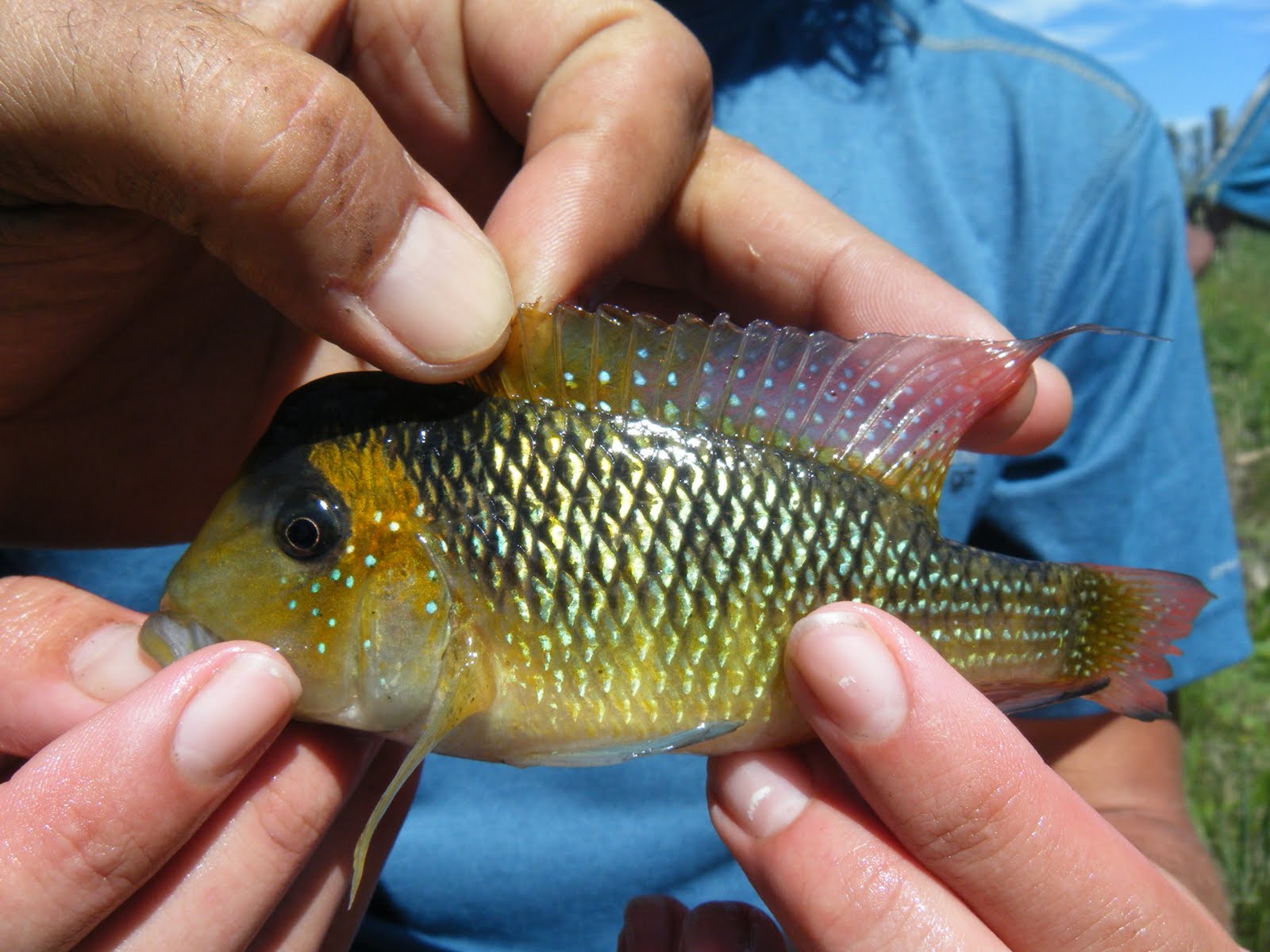 Edward D. Burress: Fishes of the genus Gymnogeophagus